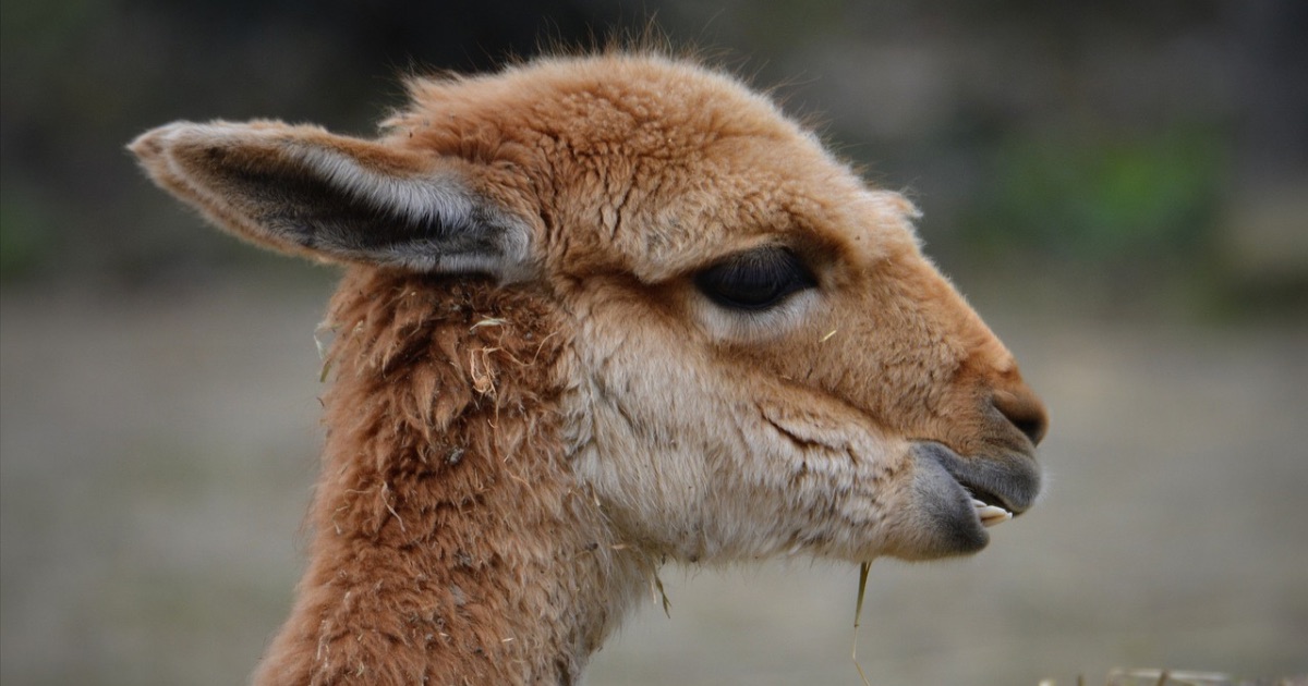 Welke soorten lama's zijn er in Zuid-Amerika? - ¡Vamos! Zuid-Amerika